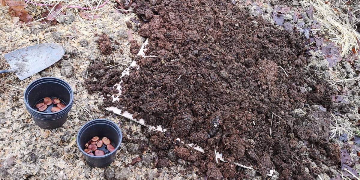 Gardener’s gold or not? Checking manure for aminopyralid – Annabelle ...